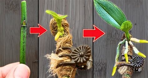 How To Propagate Orchids From Flower Branches Faster Than Ever Garden