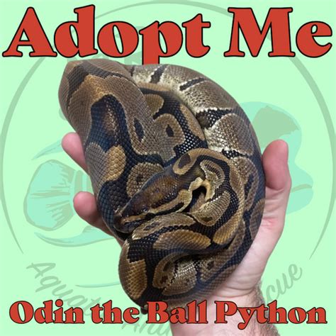 Odin The Ball Python Jraar