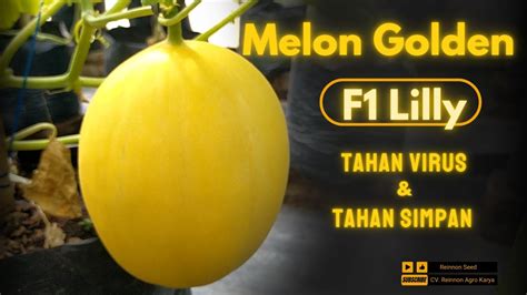 Melon Golden F1 Lilly Melon Orange Tahan Virus Dan Simpan Reinnon Seed Youtube