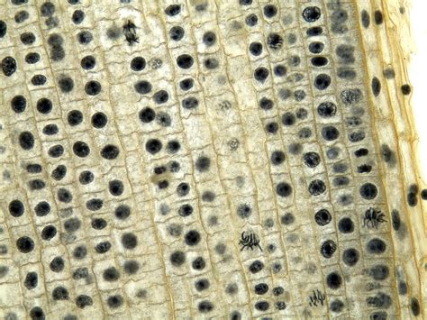 Onion Root Tip Cells Photograph By Amanda Zirzow Pixels