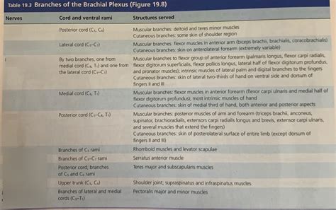 Table 19 3 Branches Of Brachial Plexus Diagram Quizlet