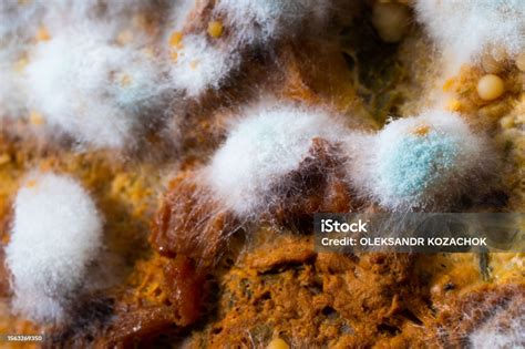 음식 표면에 여러 가지 빛깔의 곰팡이 음식에 화려한 성장 곰팡내 버섯의 클로즈업 녹색 곰팡이 Penicillium Expansum 선택적 초점 0명에 대한 스톡 사진 및