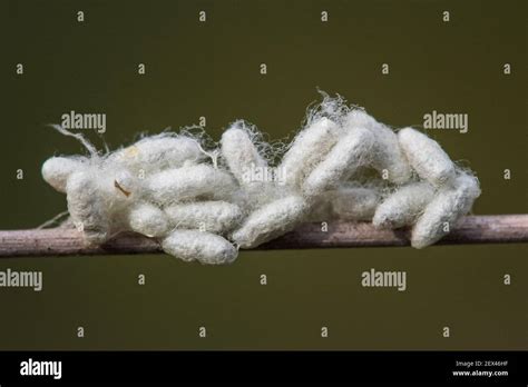 Cocon De Guêpe Parasite Banque De Photographies Et Dimages à Haute Résolution Alamy
