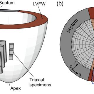 A 3d Schematic Model Of The Human Ventricular Myocardium Composed Of