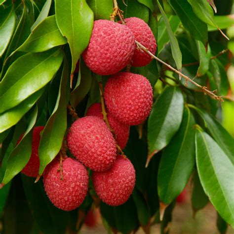Lychee Tree Fruit