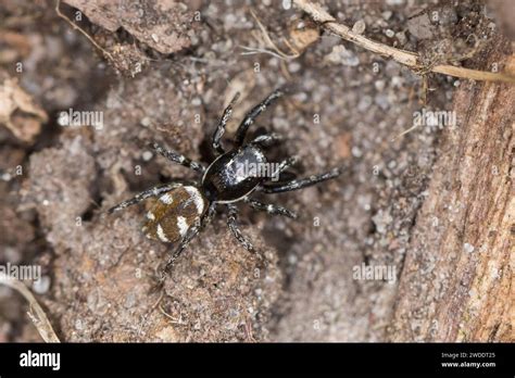 Zebra Springspinne Zebraspringspinne Zebraspinne Springspinne