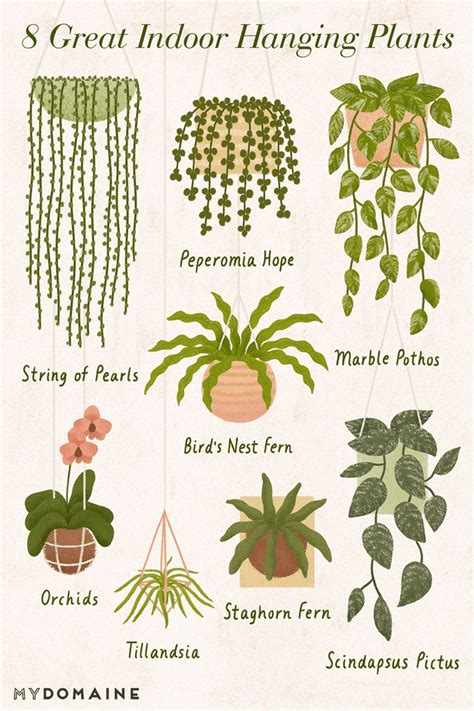 10 Best Indoor Hanging Plants That Thrive In Apartments