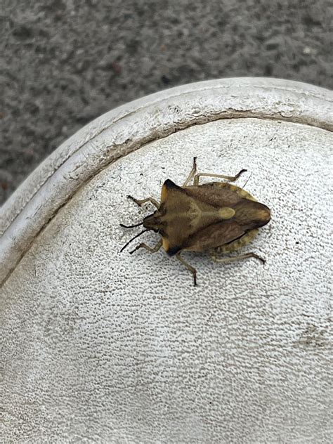 Whos This Lil Fella Rwhatsthisbug Whos This Lil Fella Rwhatsthisbug