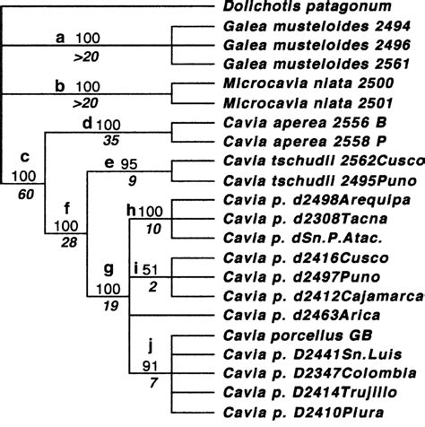 Consensus Most Parsimonious Tree From Equally Weighted Mp Analysis Of Download Scientific