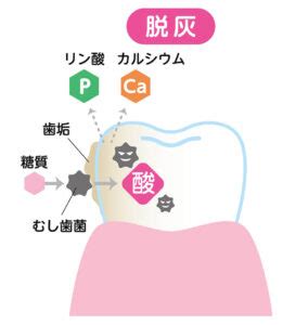 脱灰と再石灰化 川西能勢口駅から徒歩1分の歯科・歯医者｜福地歯科クリニック