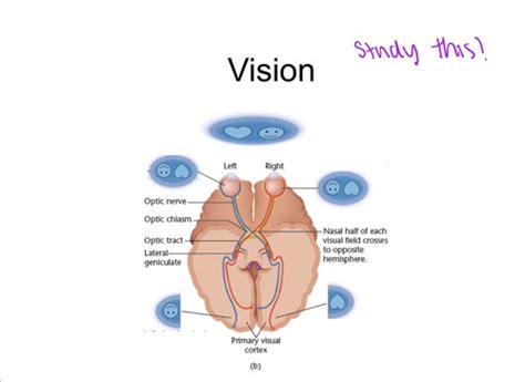 Neuro Quiz 3 Flashcards Quizlet
