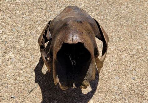 Turkey Hunter Finds 11 000 Year Old Sloth Skull In West Virginia Woods