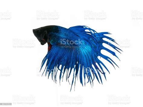 움직이는 순간을 흰색 바탕에 태국에서 시암 블루 하프 Betta 물고기의 아름 다운 캡처하십시오 감금 상태에 대한 스톡 사진 및