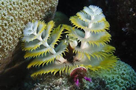 Marine Worms Identification Costa Rica And Eastern Pacific