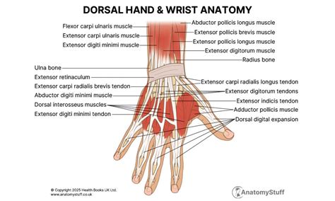 Hand And Wrist Medical Anatomy Revision Anatomystuff