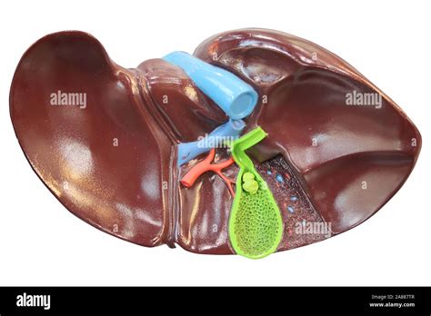 Liver Model Labeled