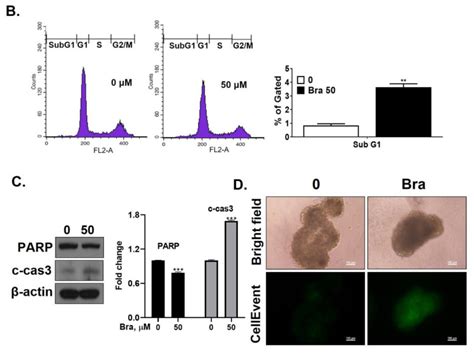 Brassicasterol From Edible Aquacultural Hippocampus Abdominalis Exerts An Anti Cancer Effect By