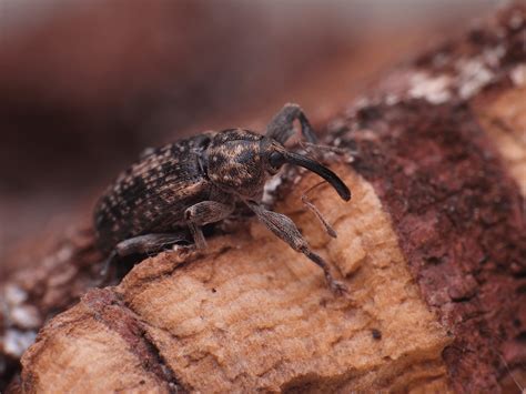 Billbug R Macrophotography