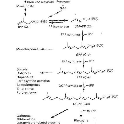 Glycolysis Of [1 13 C] Glucose And Formation Of Isopentenyl Diphosphate Download Scientific