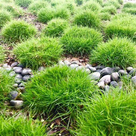 Lumpy Grass Garden Design Grass Garden