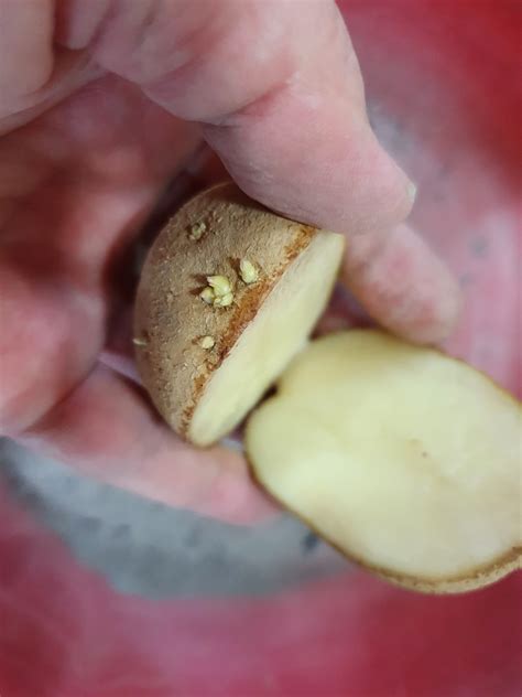 감자심는시기 키우기 재배 방법 총정리 씨감자 모종 순치기 수확시기 싹난 감자심기 심는방법 추비웃거름 네이버 블로그