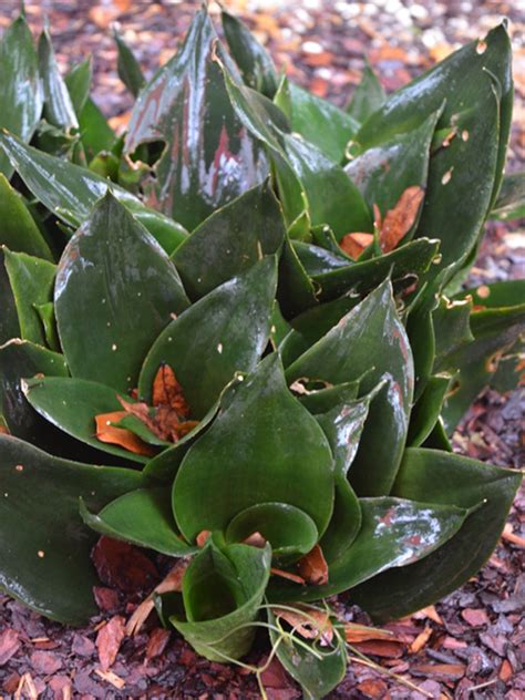 World Plants