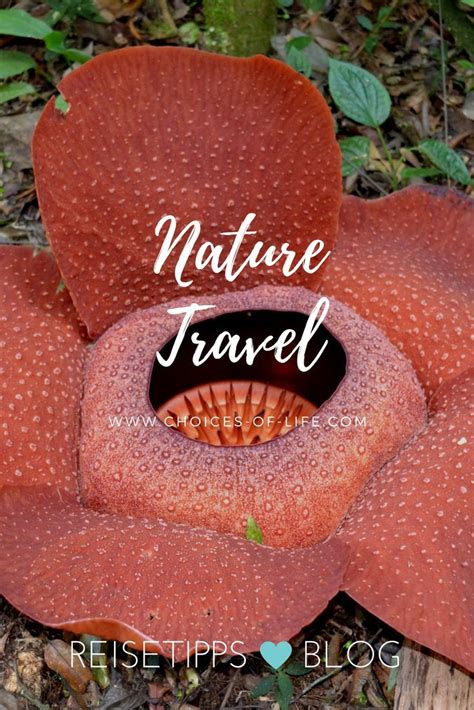 Natur Travel Urwald Größte Blume Der Welt Malaysia Indonesien