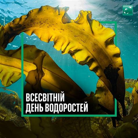 Create Meme Brown Algae Laminaria Kelp Kelp Marine Algae Pictures