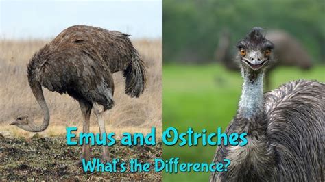 What Is The Difference Between Emu And Ostrich Pediaacom Difference