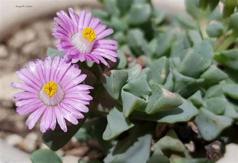 Oscularia Deltoides