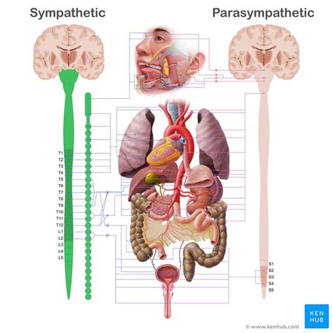 Sympathetic Nervous System Definition Anatomy Function Kenhub