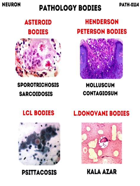 Pathology Bodies Pdf Clinical Medicine Diseases And Disorders