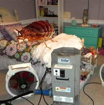 Kill Bed Bugs Heat Treatment Energedry Professional Heat Treatment For