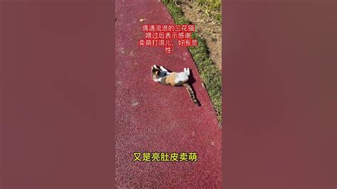 流浪的三花猫喂过一次就这样表示感谢，好有灵性喵星人 Youtube