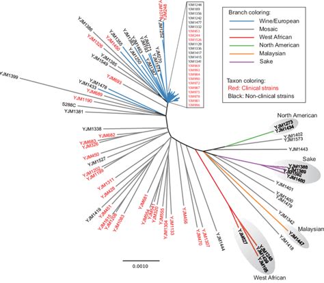 Phylogeny Of 94 S Cerevisiae Strains Neighbor Joining Tree Of 93 S