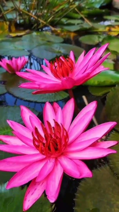 දැනගෙන හිටියද මෙහෙම මලක්🥰අන්තිම එක බලන්නකෝ🤔 ජලය ආශ්‍රිතව පිපෙන මල් වර්ග පහක් Flowers Trending