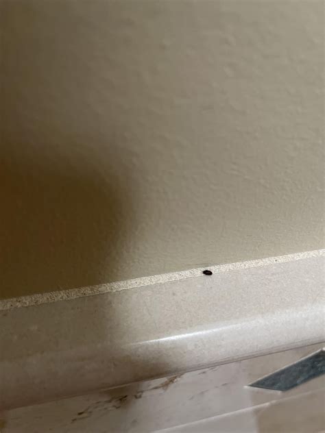Plz Not Bed Bug Rbugidentification
