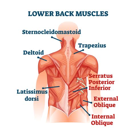 Pulled Back Muscle Next To Spine At Chloe Snider Blog