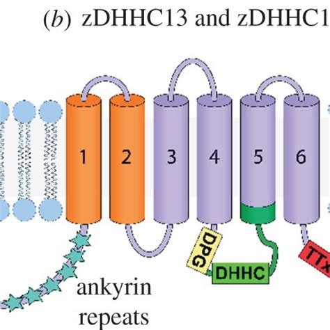 Diverse Membrane Topology And Conserved Motifs In The Zdhhc Enzyme