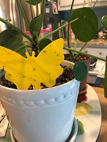 Getuscart Garsum Sticky Trap Fruit Fly And Gnat Trap Yellow Sticky Bug Traps For Indoor Outdoor