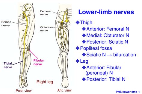 Lower Limb Nerves Lecture Notes Embryology Docsity