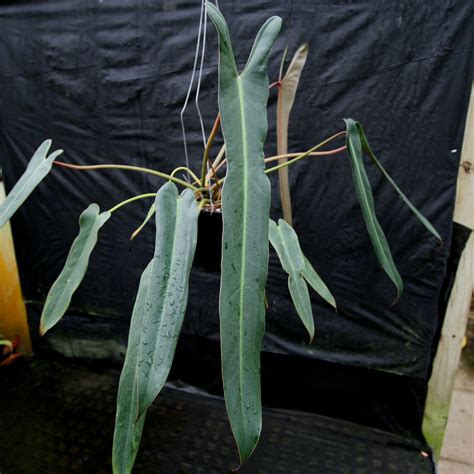 Philodendron Spiritus Sancti Carnivero