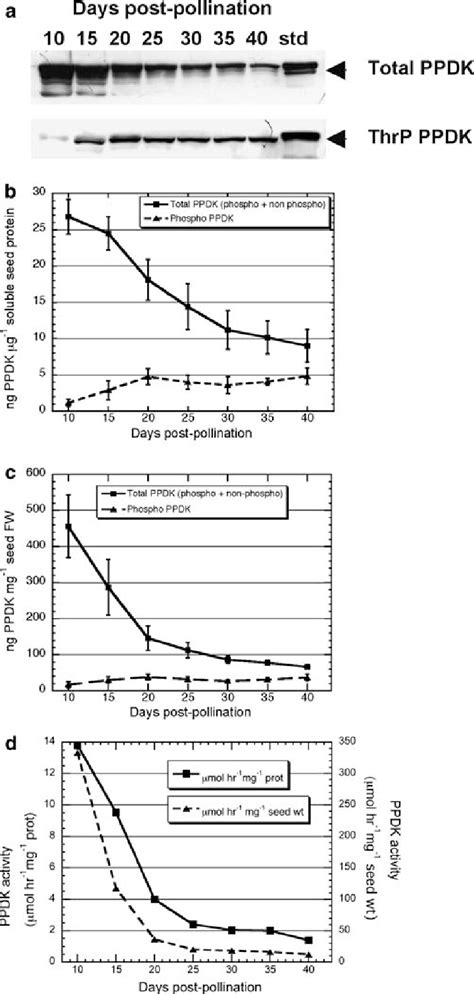 Ppdk Protein Accumulation Regulatory Phosphorylation And Activity In Download Scientific