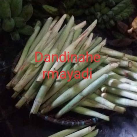 Jual Telu Tebu Atau Terubuk Shopee Indonesia