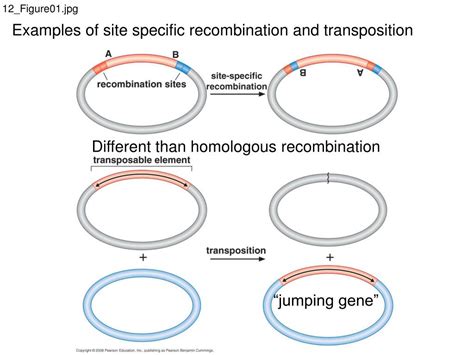 Ppt Lecture 9 Site Specific Recombination And Transposition