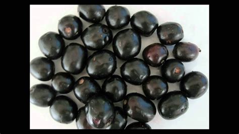 Neredu Pallu Youtube