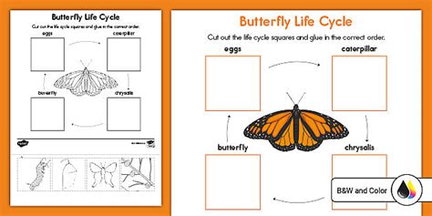 Butterfly Life Cycle Worksheet Worksheets Library