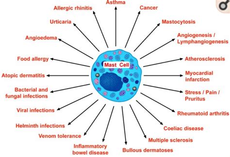 Mast Cell Diseases Mcas Genes And Solutions