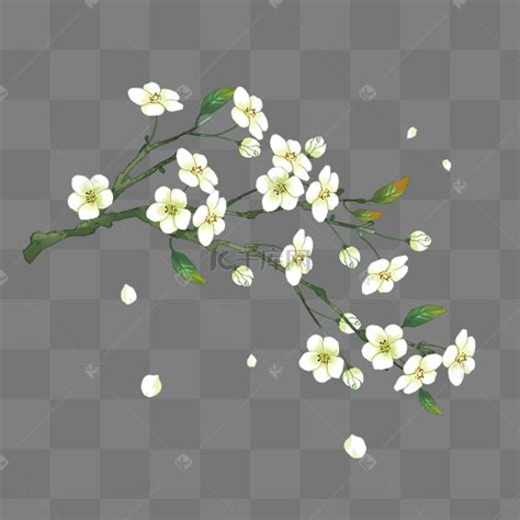 白梨花图片 白梨花图片素材免费下载 千库网