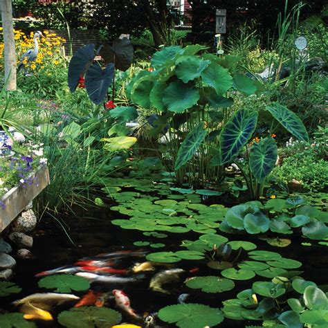 Tall Plants Around Ponds